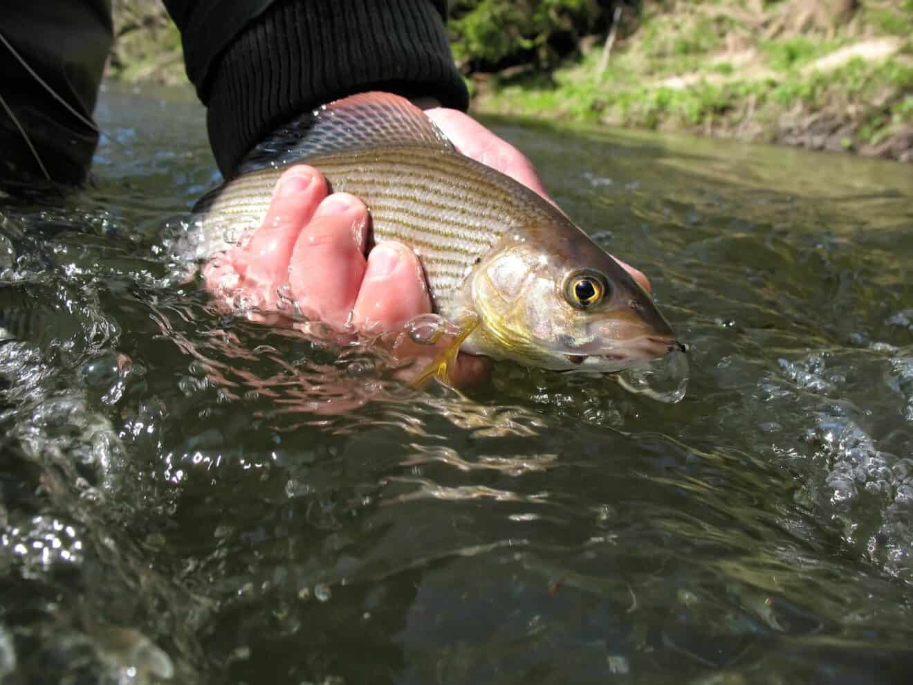 Grayling Fishing